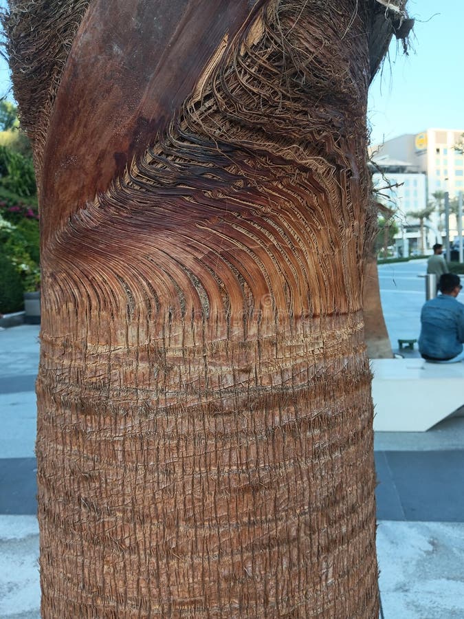 Tree Bark of Palm Tree in Dubai, United Arab Emirates Stock Image ...