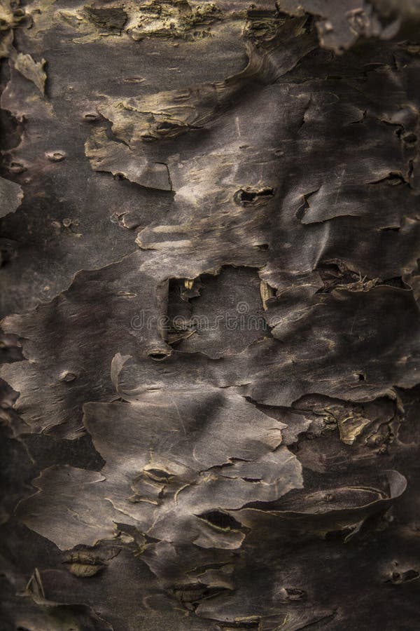 A Unique Tree Trunk Skin Pattern Stock Image - Image of park, outdoor ...