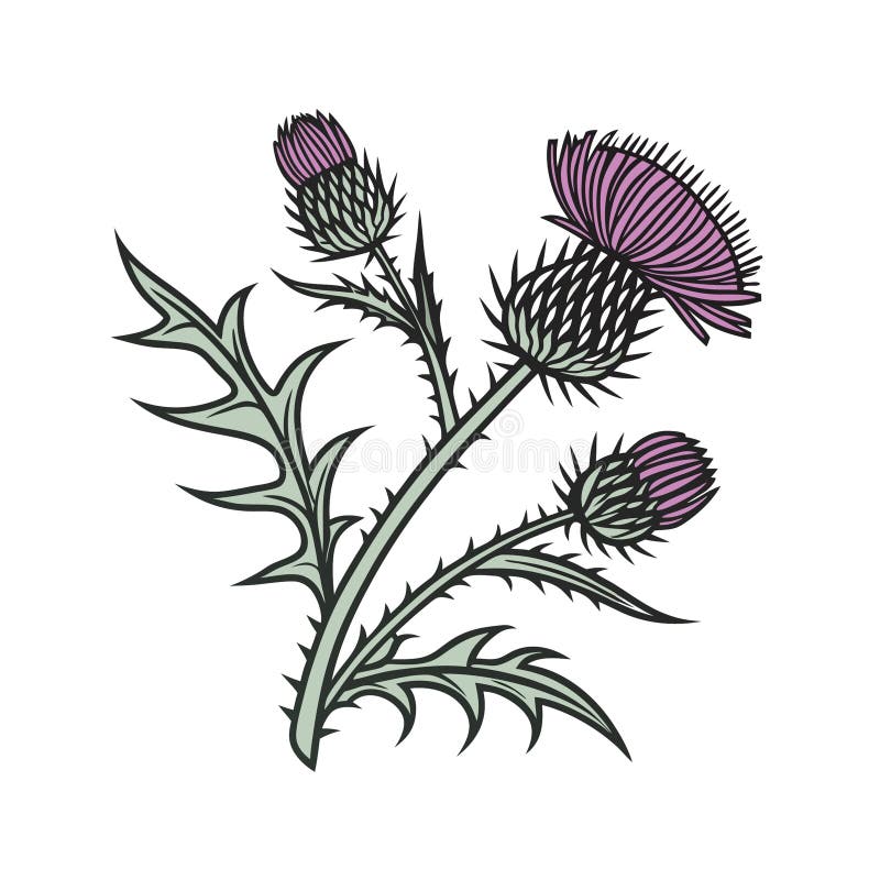 Unique Thistle Flower Illustration in Bold Style Stock Illustration ...