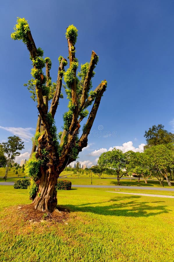 Unique tree stock photo. Image of blue, botanic, park - 10253838