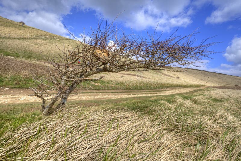 Unique tree stock photo. Image of beauty, grass, people - 14374650