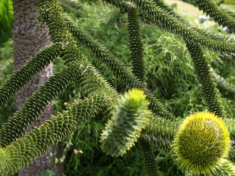 Unique tree. stock photo. Image of green, tropical, tree - 7901884