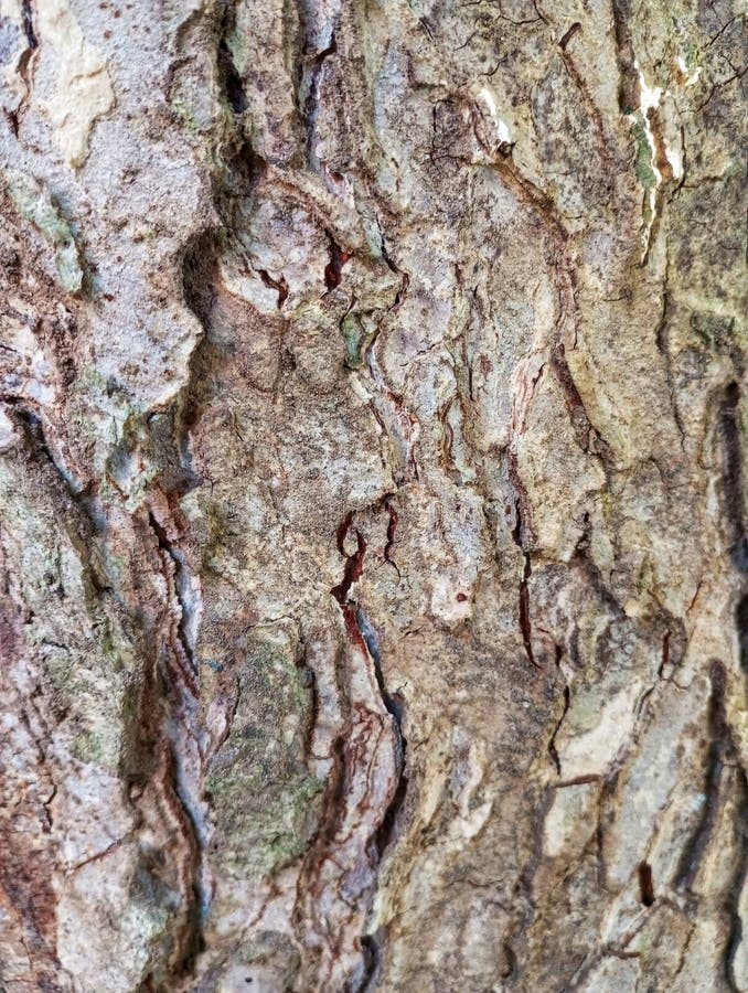 Unique Tree Bark is Beautiful and Interesting for a Background Stock ...