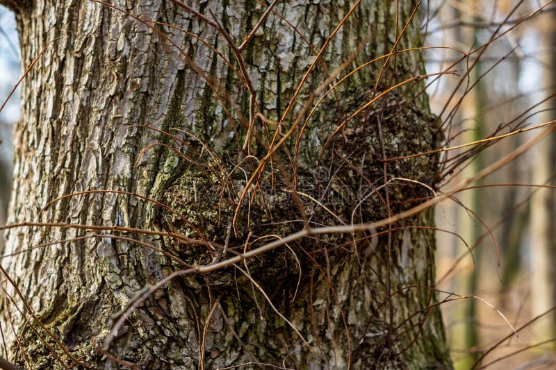 Unique Tree Bark with Intricate Growth Patterns in a Forest Stock Image ...