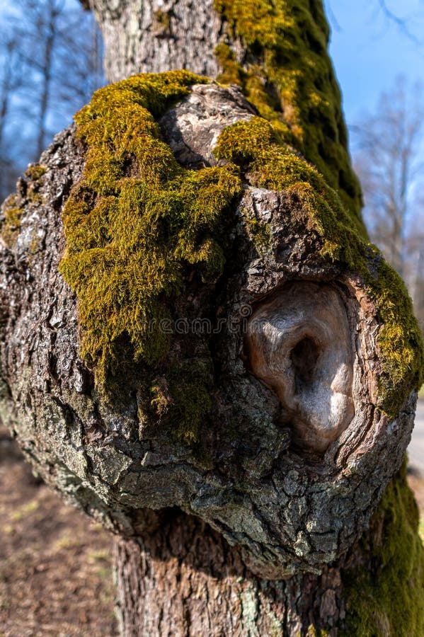 Unique Tree Bark Moss Natural Textures Serene Forest Setting Stock Photos - Free & Royalty-Free ...