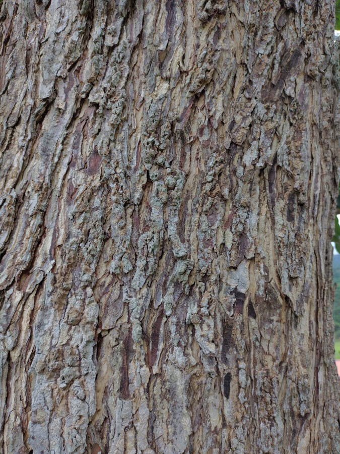 An Unique Tree Bark Texture Stock Photo - Image of texture, tiny: 210843740