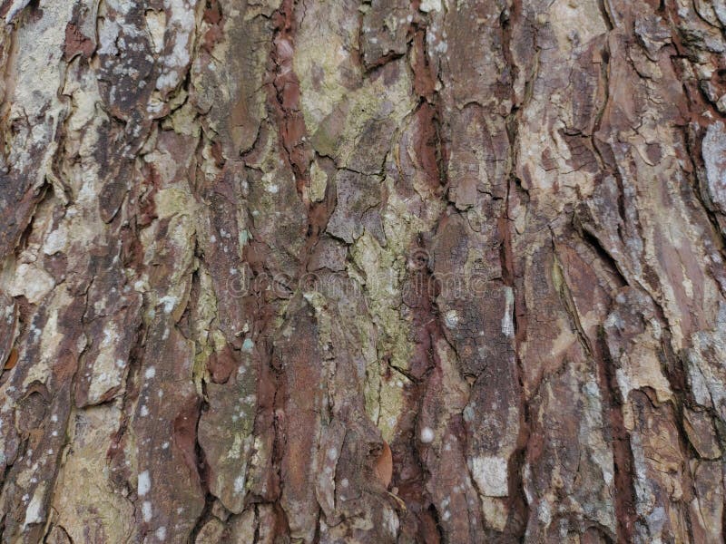 An Unique Tree Bark Texture Stock Photo - Image of unique, tiny: 210844388