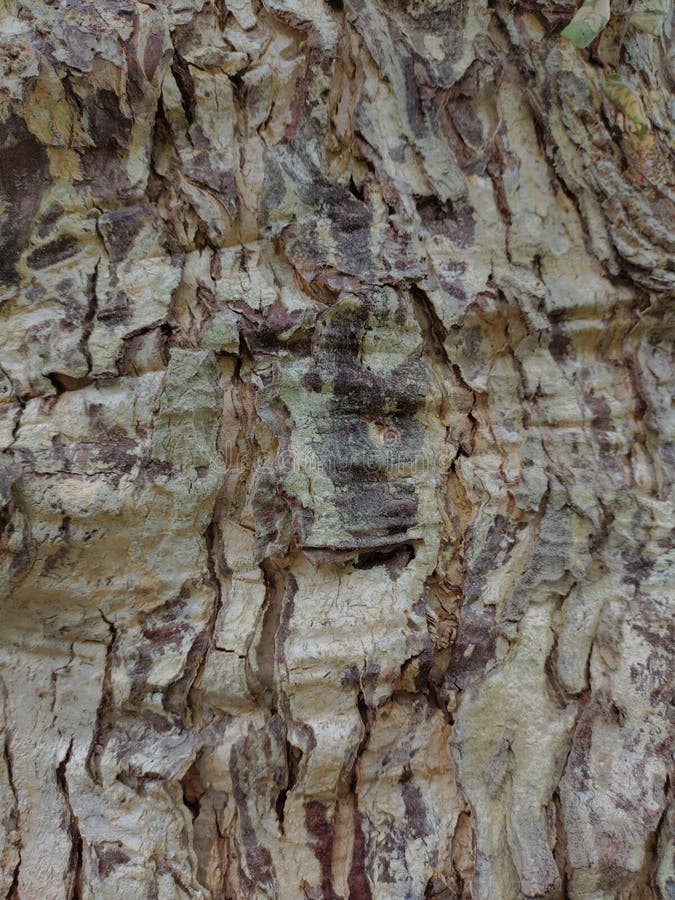 An Unique Tree Bark Texture Stock Photo - Image of tiny, plant: 210845132