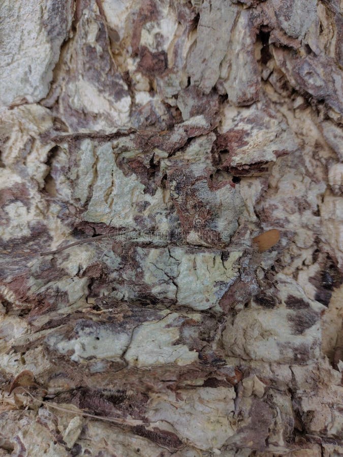 An Unique Tree Bark Texture Stock Photo - Image of tree, tiny: 210845528