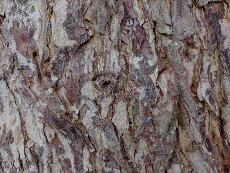 An Unique Tree Bark Texture Stock Image - Image of bark, plant: 210845759