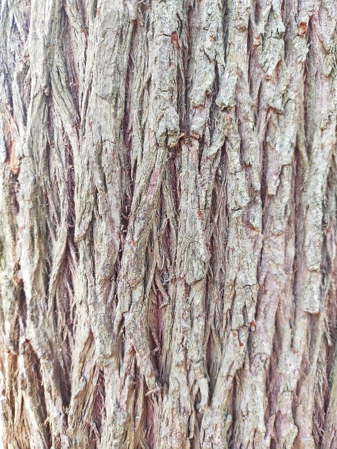 Unique Tree Bark Texture in Abstract Shape ? Stock Image - Image of ...