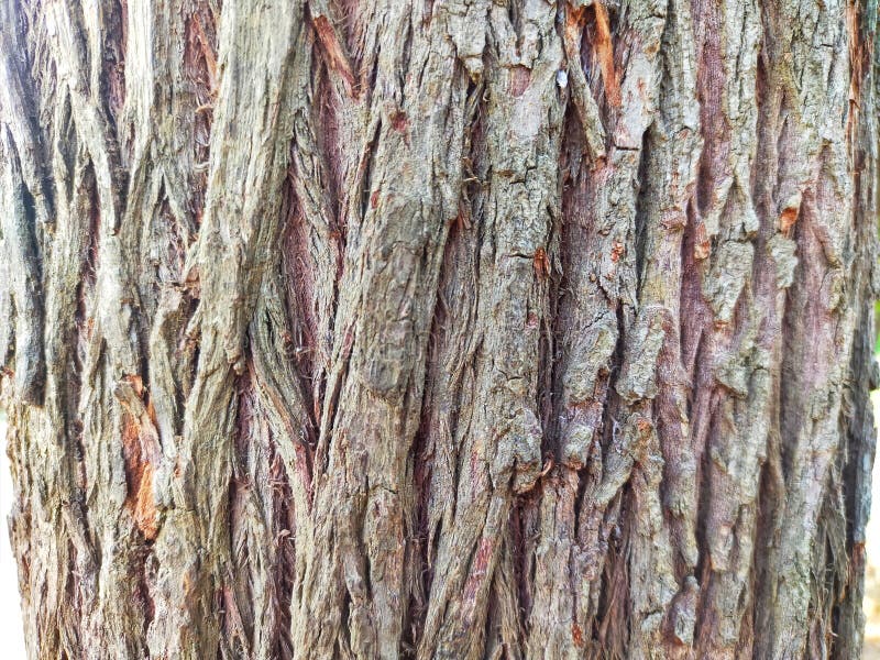 Unique Tree Bark Texture in Abstract Shape ? Stock Image - Image of ...