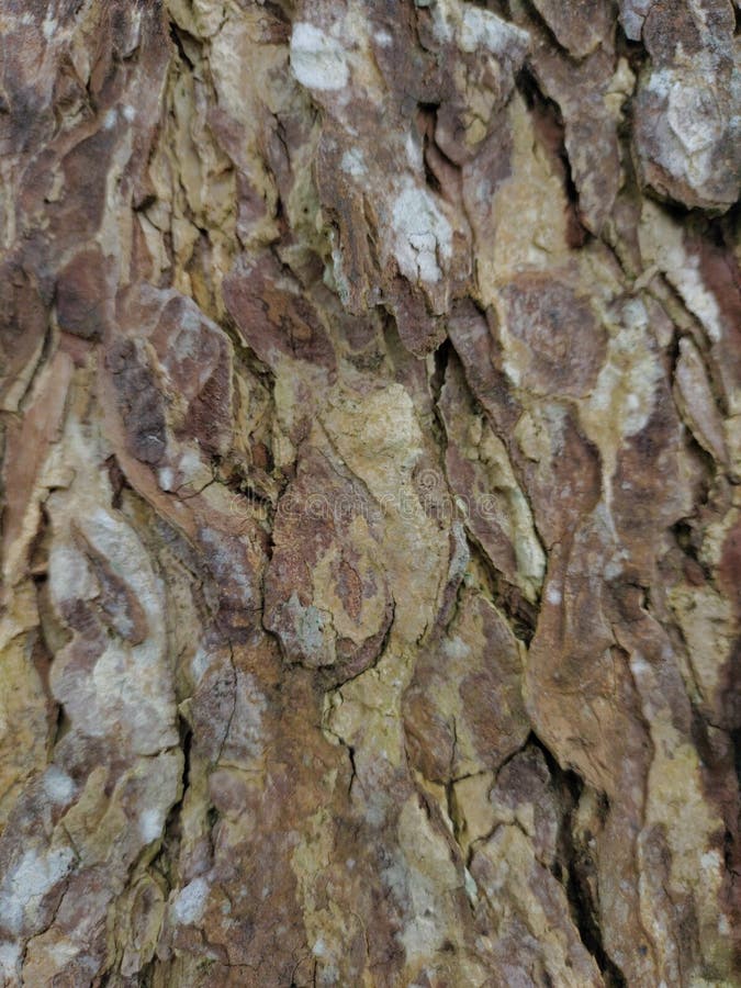 An Unique Tree Bark Texture Stock Photo - Image of texture, tiny: 210846140