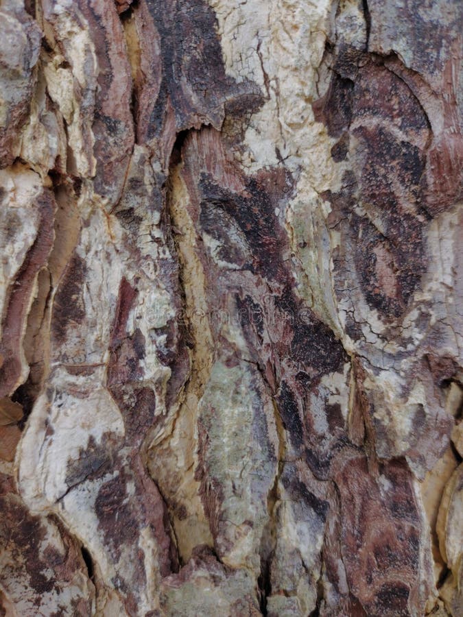 An Unique Tree Bark Texture Stock Image - Image of tiny, tree: 210845373