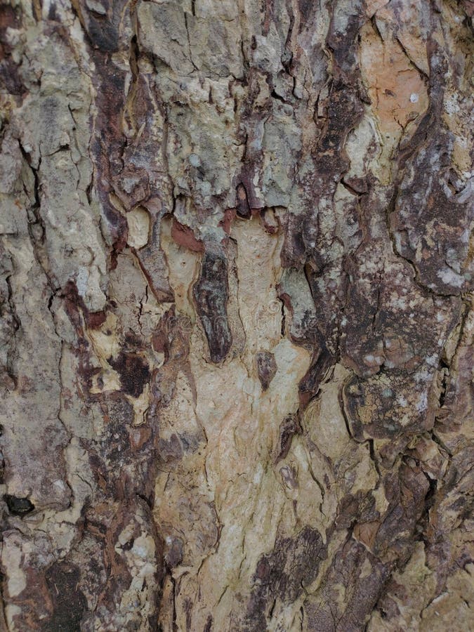 An Unique Tree Bark Texture Stock Photo - Image of tiny, unique: 210845958