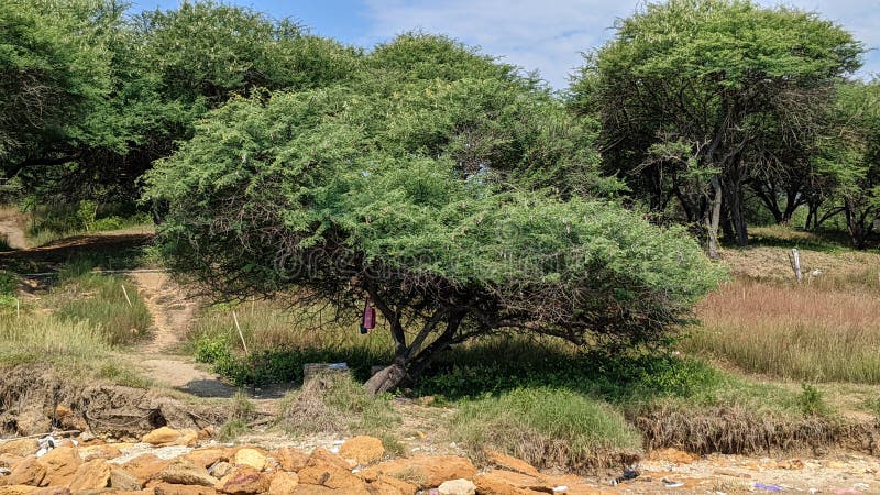 Unique Tree on the Beach with Stacked Stones Stock Image - Image of ...