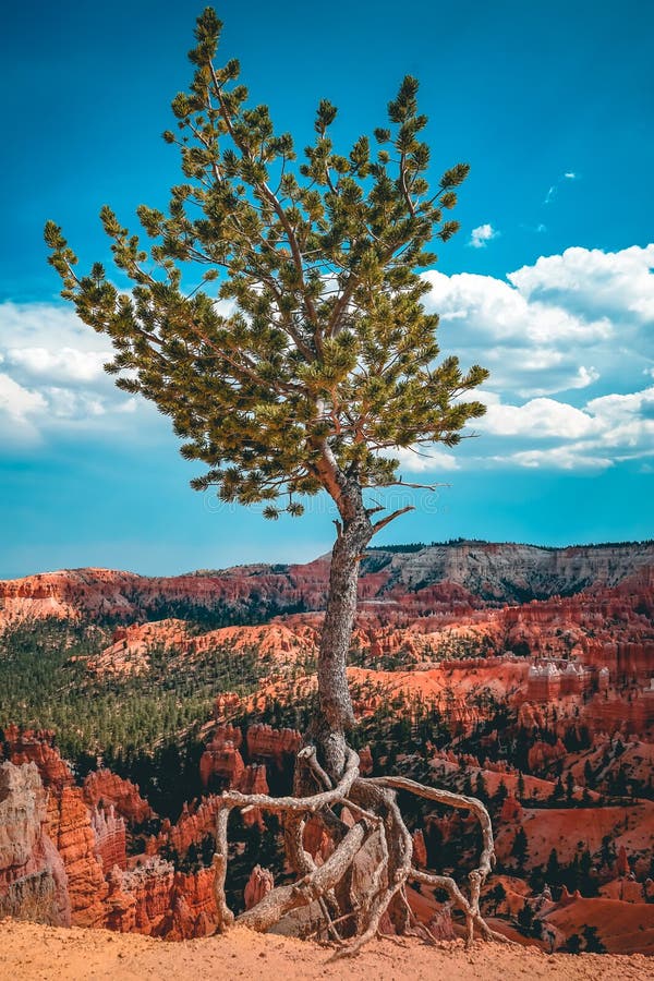 Unique Tree, Beautiful Roots. Bryce Canyon Stock Photo - Image of ...