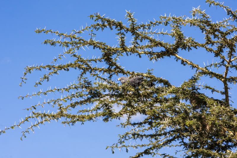Unique Tree Branches in Africa Stock Image - Image of wilderness, plain ...
