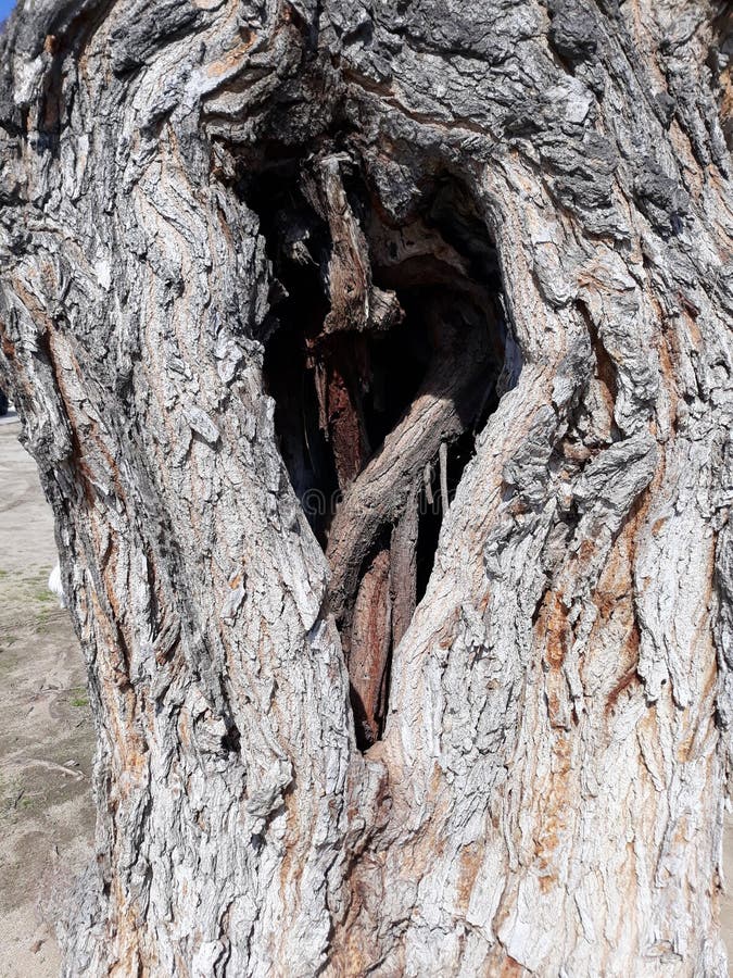 Unique tree stock image. Image of tree, deformed, unique - 140404415