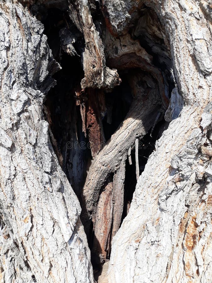 Unique tree stock photo. Image of unique, deformed, branches - 140404524