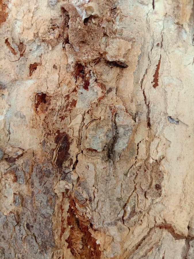 Tree Fiber, Unique Shape, Natural Stock Image - Image of forest ...