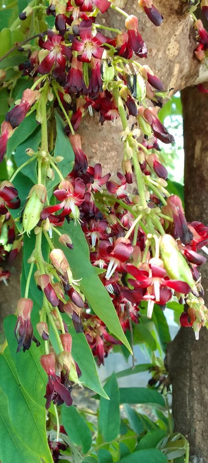 A Unique Tree with Flowers that Come Out of the Tree Trunk with ...