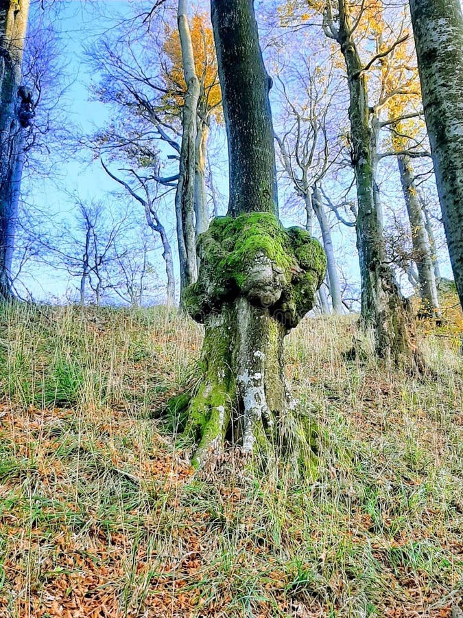 Amazing tree stock photo. Image of nature, forest, view - 171297630