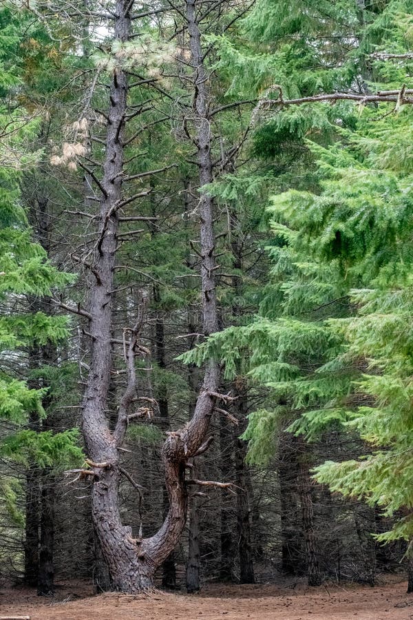 Unique tree in forest stock image. Image of orange, botanical - 292766613