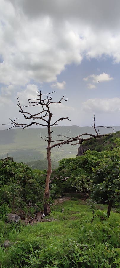 Unique Tree in Forest without Any Leaves Stock Image - Image of forest ...