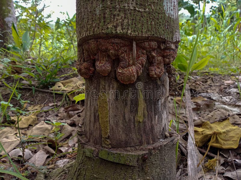 A Unique Tree Formed By Itself As A Result Of Erosion In The Forest ...
