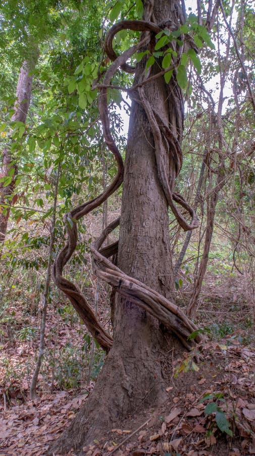 The Root of the Frangipani Tree Stock Image - Image of care, botany ...