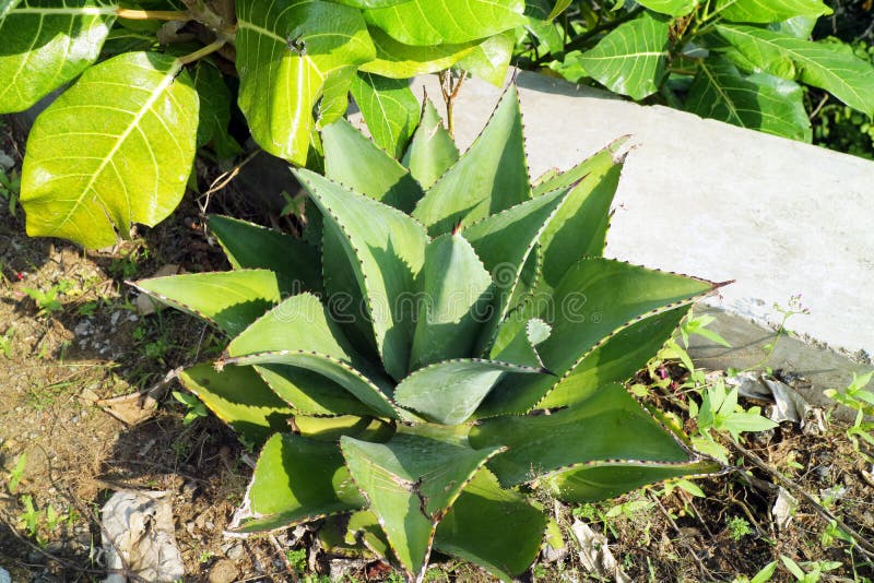 A Unique Tree with Green Pointed Leaves Stock Image - Image of healthy ...