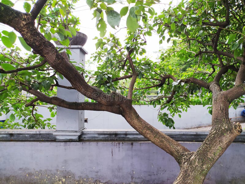 Unique Tree Growth on the Edge of the Highway Stock Image - Image of ...
