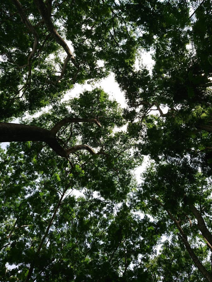 Unique tree stock photo. Image of tropical, trees, tree - 317977546