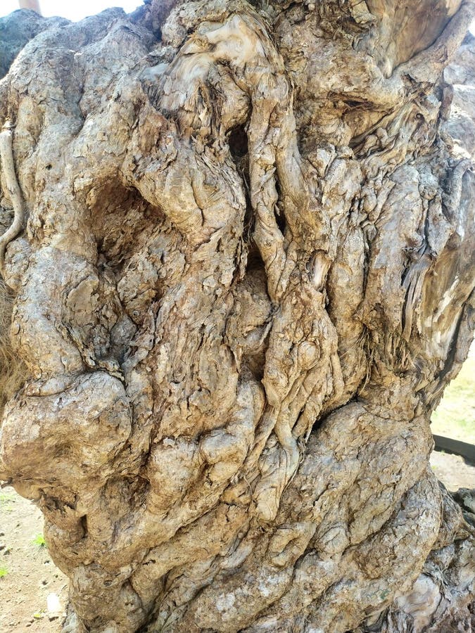 Ancient Tree Root Archway Park Stock Photos - Free & Royalty-Free Stock ...