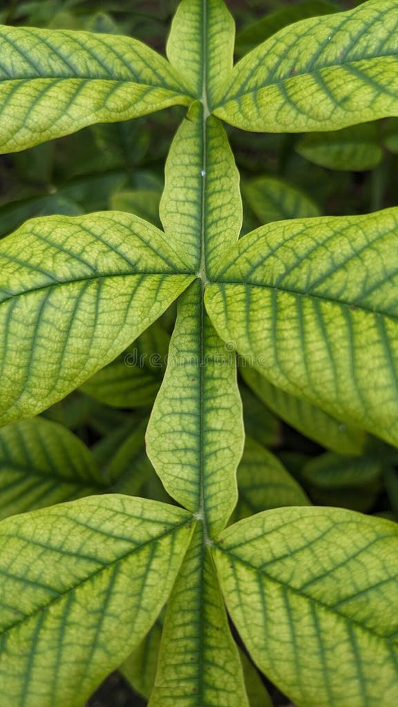 Unique Tree Leaf Texture in Kalimantan Forest Stock Image - Image of ...