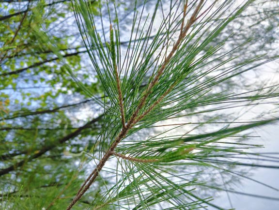 A Unique Tree with Unique Leaves Shaped Like Needles Stock Photo ...