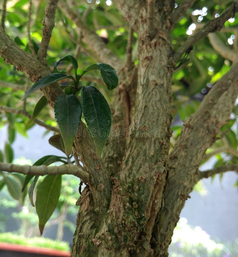 Unique tree, lucky tree stock image. Image of unique - 262746749