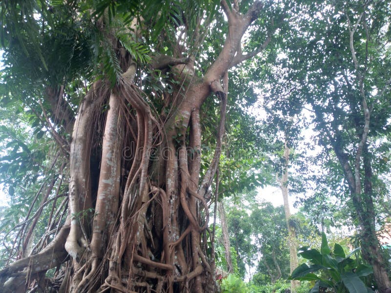 A Unique Tree with Many Roots in the Forest Stock Photo - Image of ...