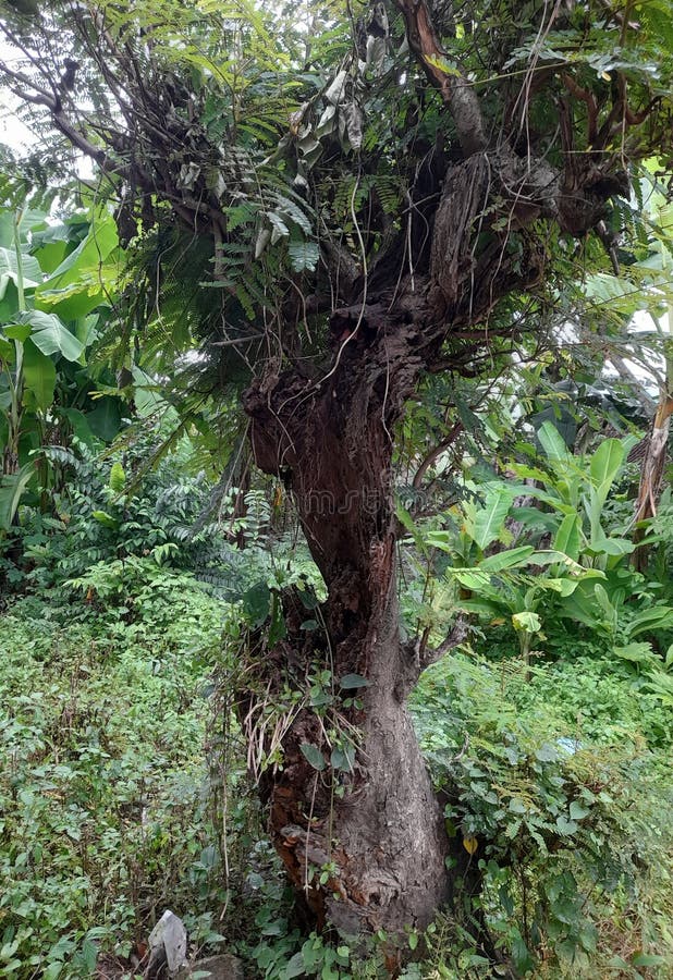 Unique Tree in the Middle of the Garden Stock Image - Image of ...