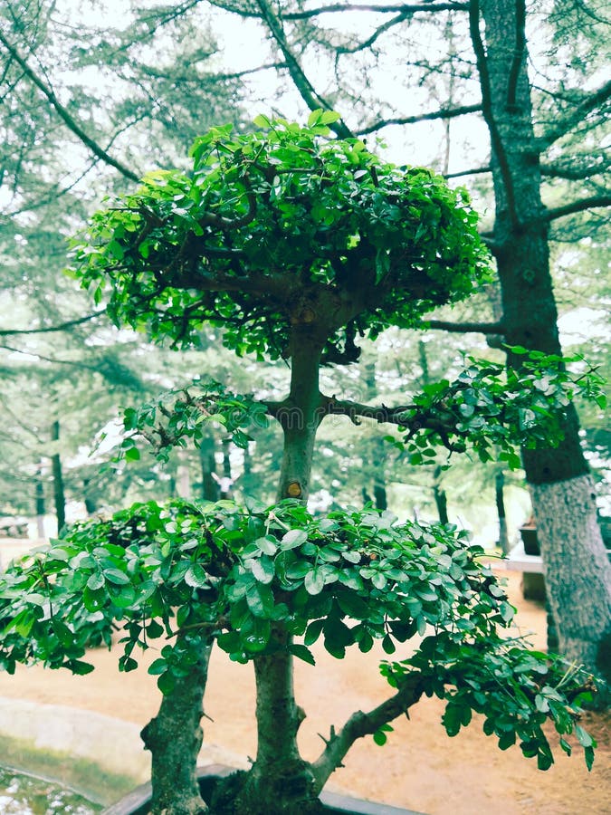 An unique tree in the park stock photo. Image of tree - 154383796