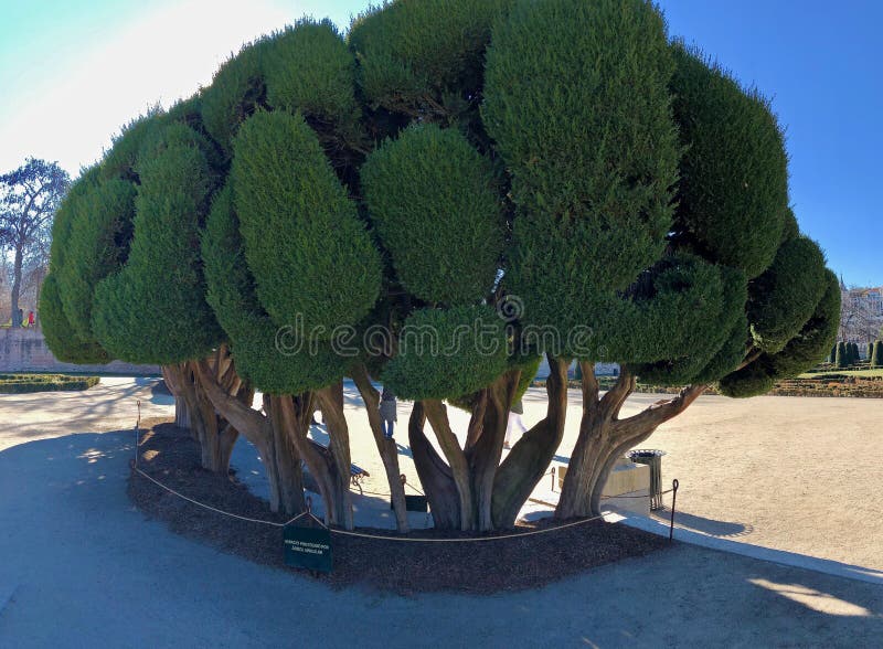 A unique tree in the park stock photo. Image of table - 136344928