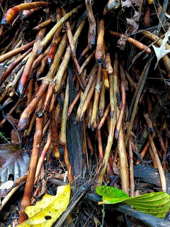 Unique Tree Roots in Terms of Images Stock Image - Image of green, leaf ...