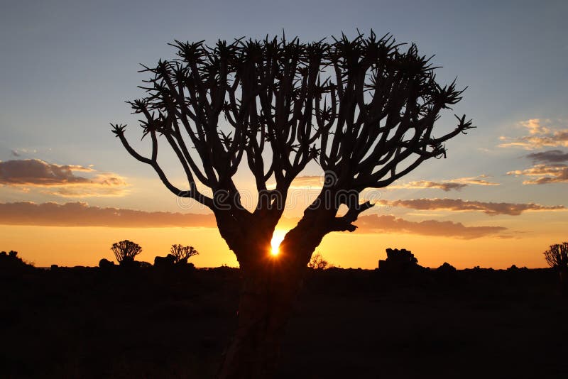 Unique Tree in a Shadow during Sunset, Quiver Tree Forest, Namibia ...