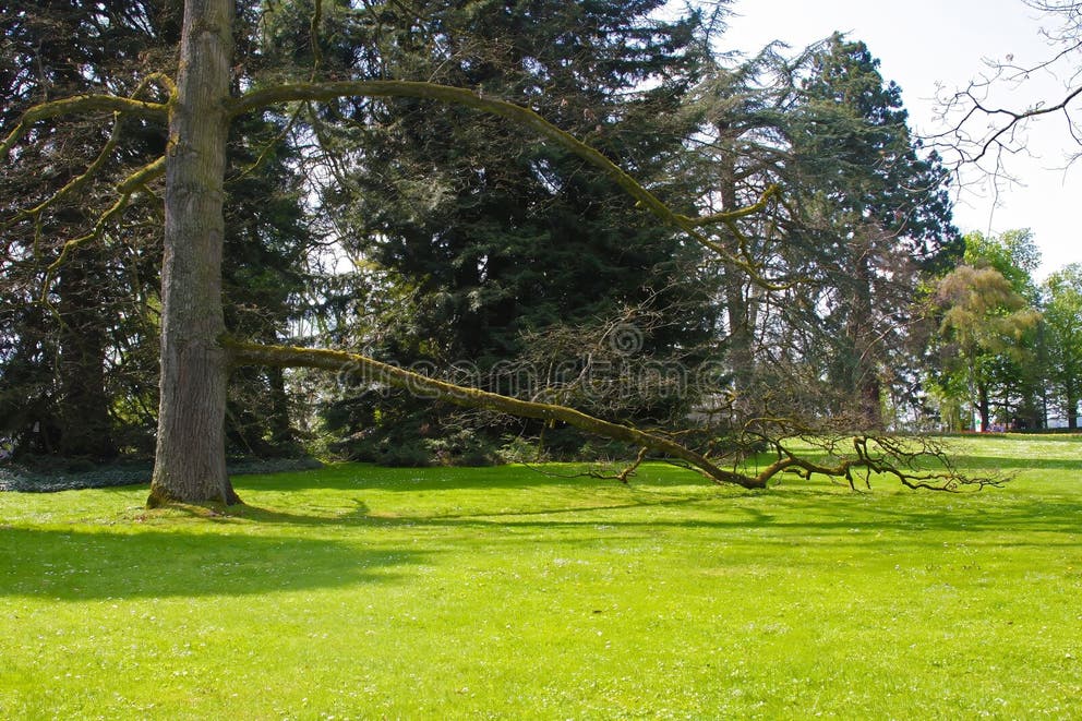A Unique Tree with Spreading Branches on the Island of Mainau Stock ...