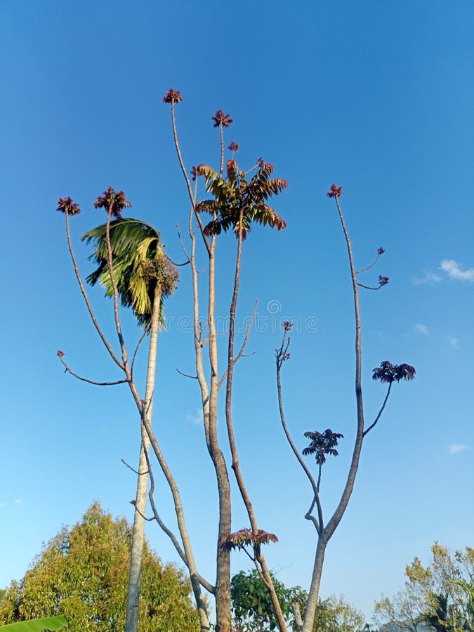 Unique tree and sunny day stock photo. Image of beautiful - 341960188