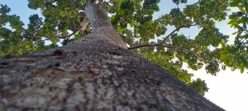 A Unique Tree with a Towering Shape Stock Image - Image of wood, green ...