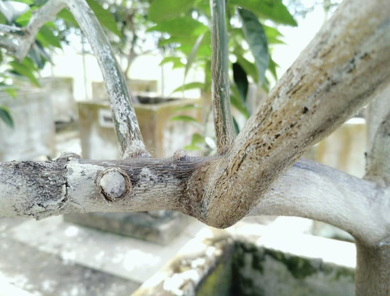 Unique tree trunk shape stock image. Image of wildlife - 293993191