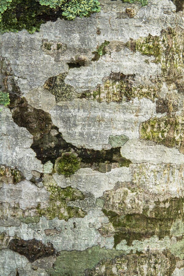Tree Trunk Skin Texture and Pattern Stock Image - Image of birch, shape ...