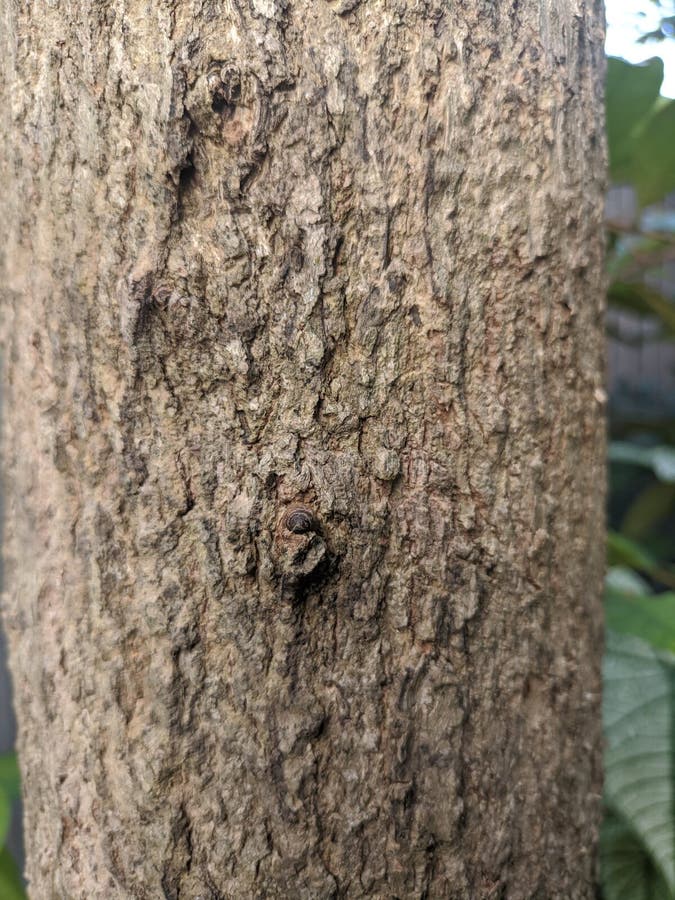 Unique Tree Trunk Texture with a Bulge As the Center Stock Photo ...